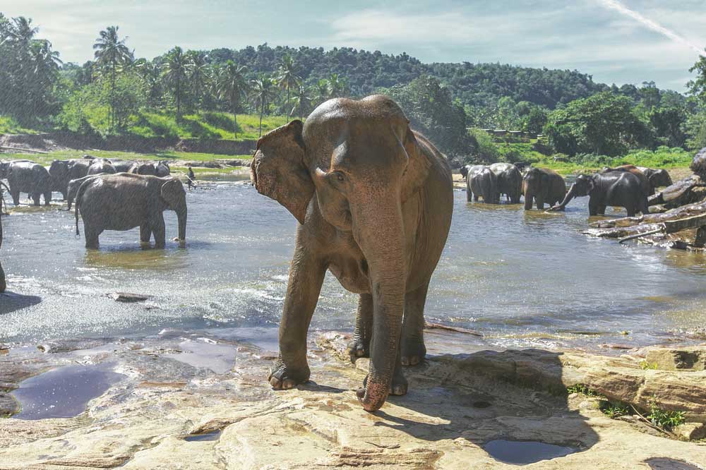 Kandy Travel Guide - Discover the best time to go, places to visit and ...