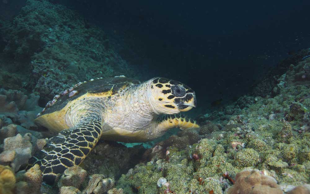 Tourist attractions in Oman - famous landmarks, things to do | Insight ...