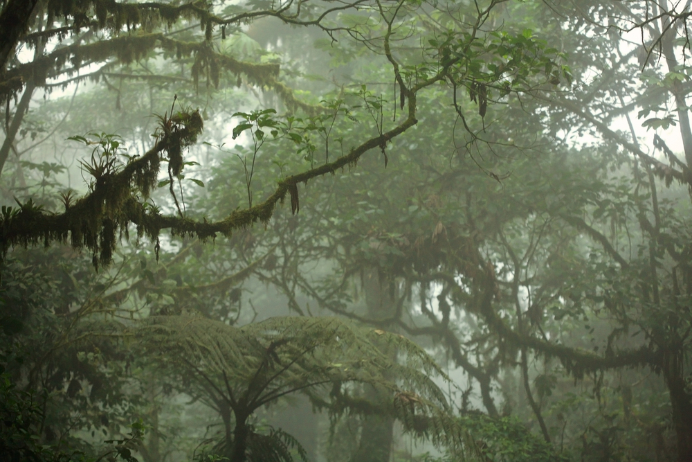 Rainforest While Raining