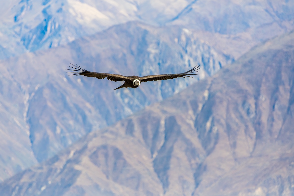 In depth: Adventurous activities in the Peruvian Andes | Insight Guides ...