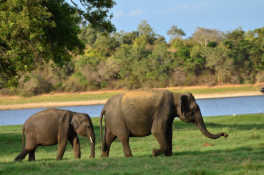 Where to see Sri Lankan elephants | Insight Guides Blog
