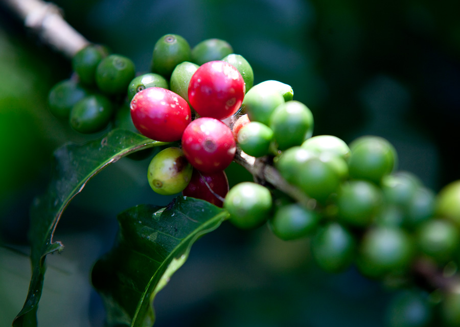 The Story Of Costa Rican Coffee: From The Central Valley To Your Mug