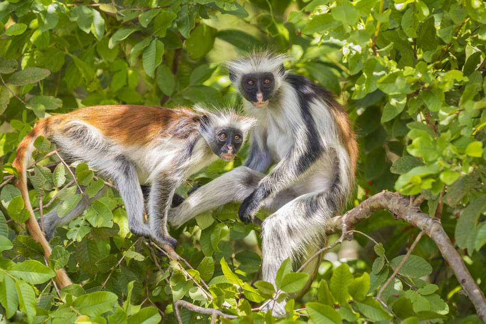 Tanzania's best national parks and when to visit them | Insight Guides Blog