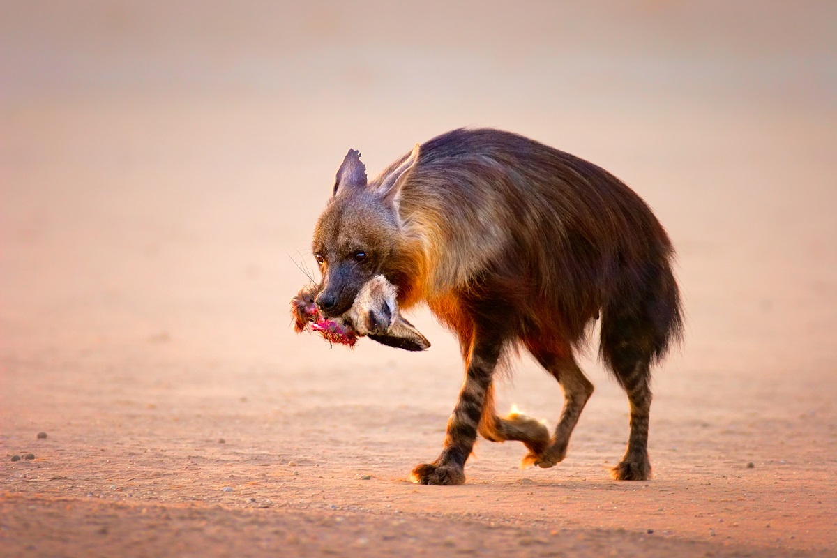 South Africa: The Conservation Record | Insight Guides Blog