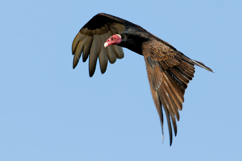 Wildlife in the Patagonian Andes | Insight Guides Blog