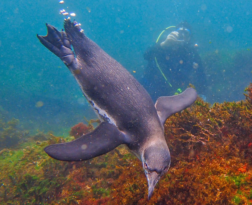 Top 8 wildlife highlights in the Galápagos | Insight Guides Blog