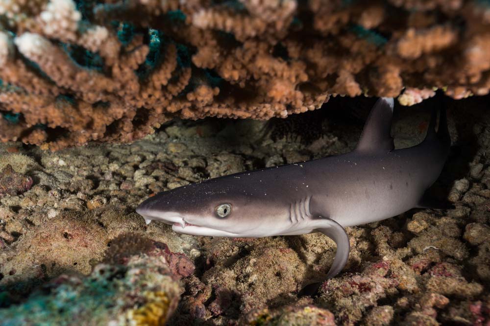 Top Galápagos experiences for adventure seekers | Insight Guides Blog