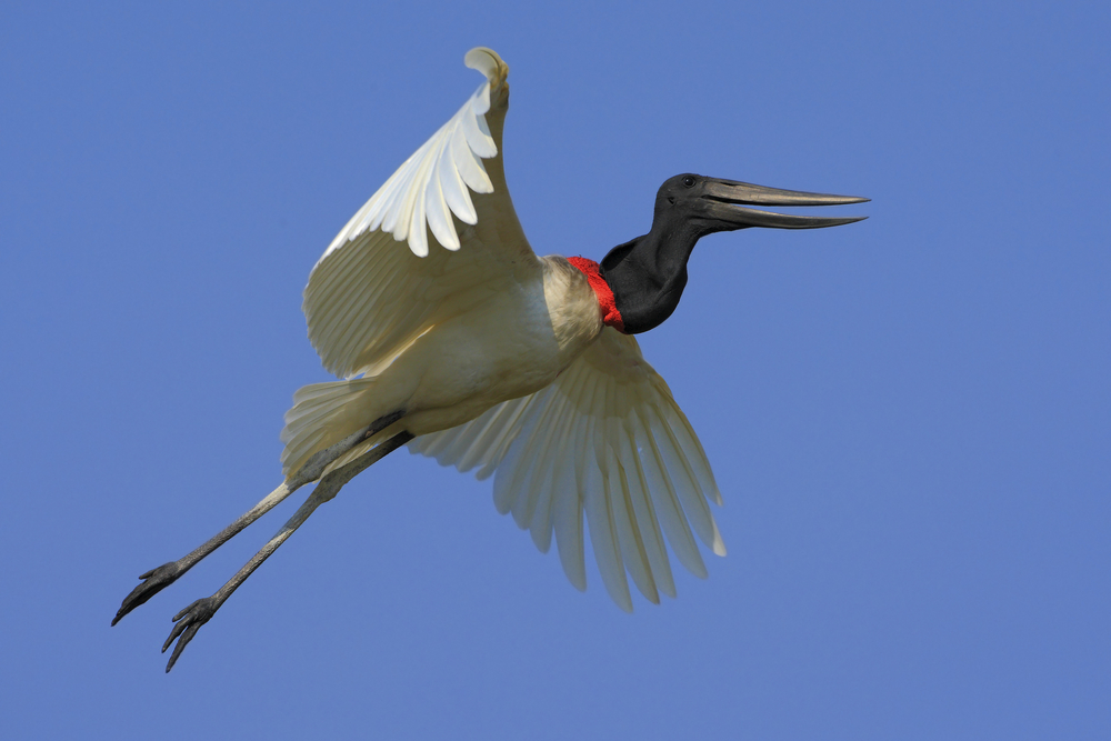 Birdwatching in the Peruvian Amazon | Insight Guides Blog