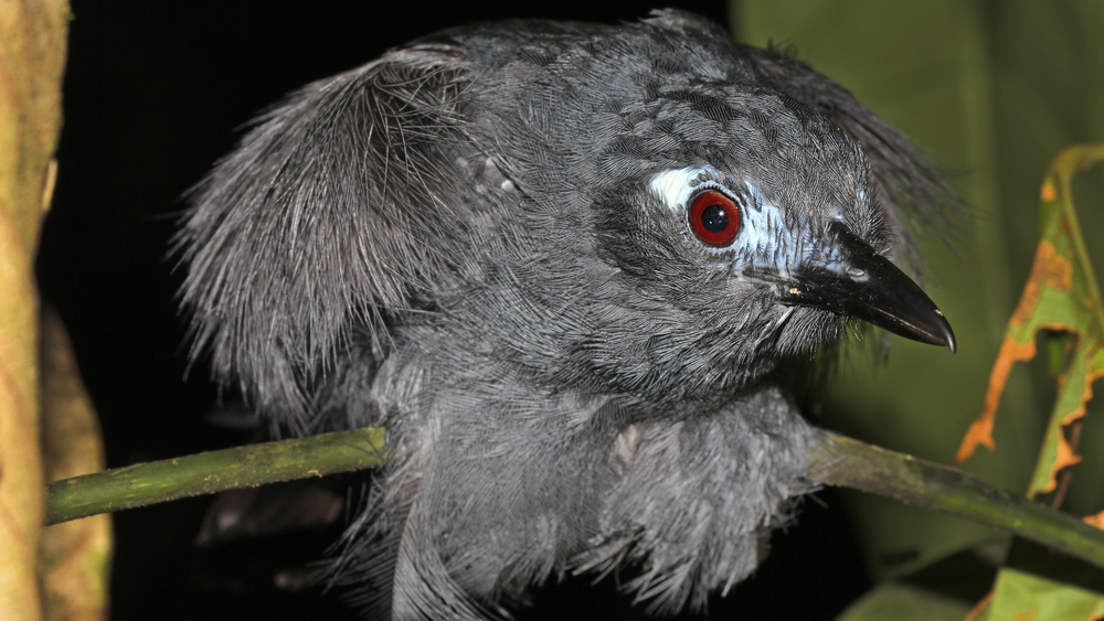 Birdwatching in the Peruvian Amazon | Insight Guides Blog