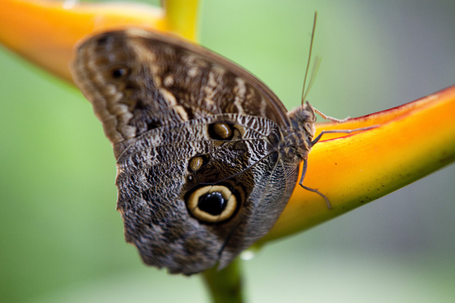 The Cultural Side of Costa Rica | Insight Guides Blog