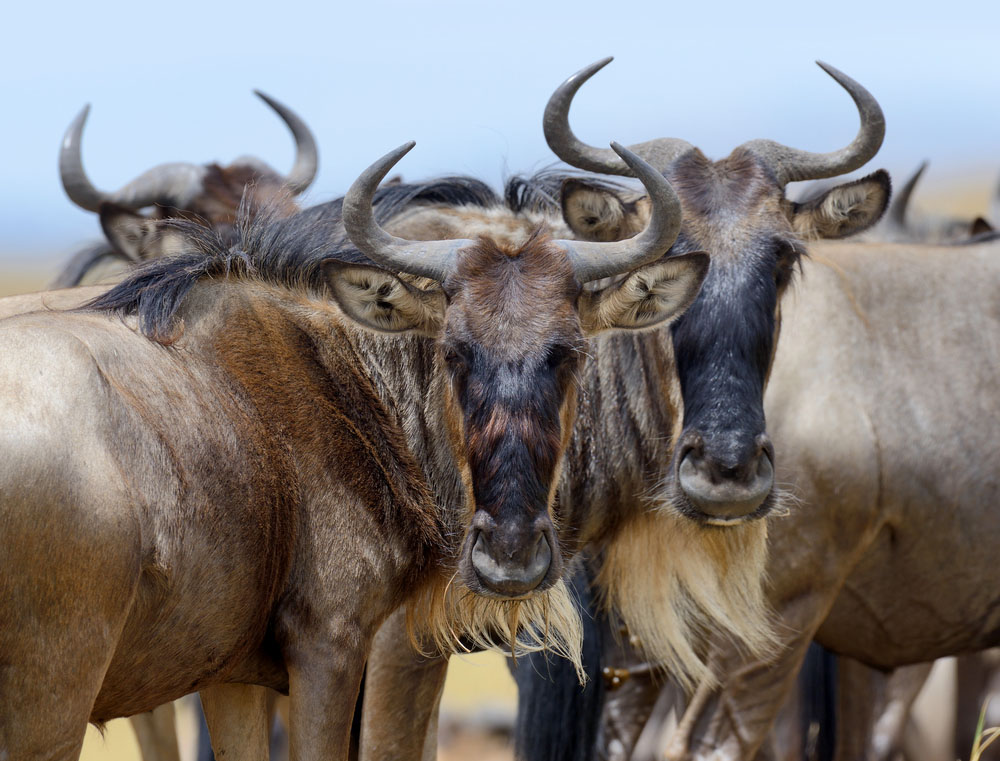 The big five: Wildlife you'll spot on Safari | Insight Guides Blog