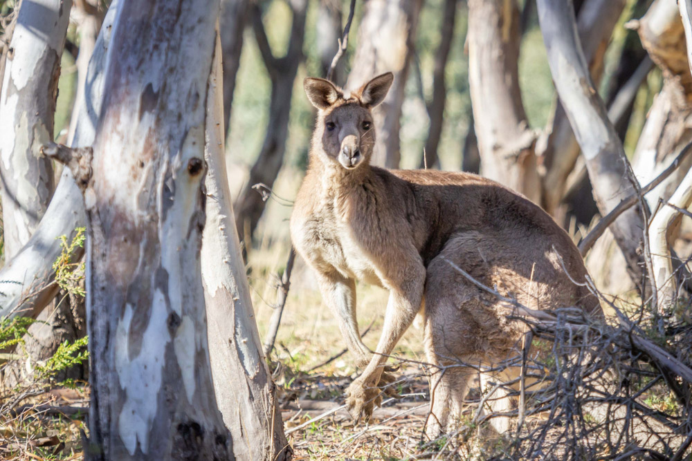Are Kangaroos Common In Australia