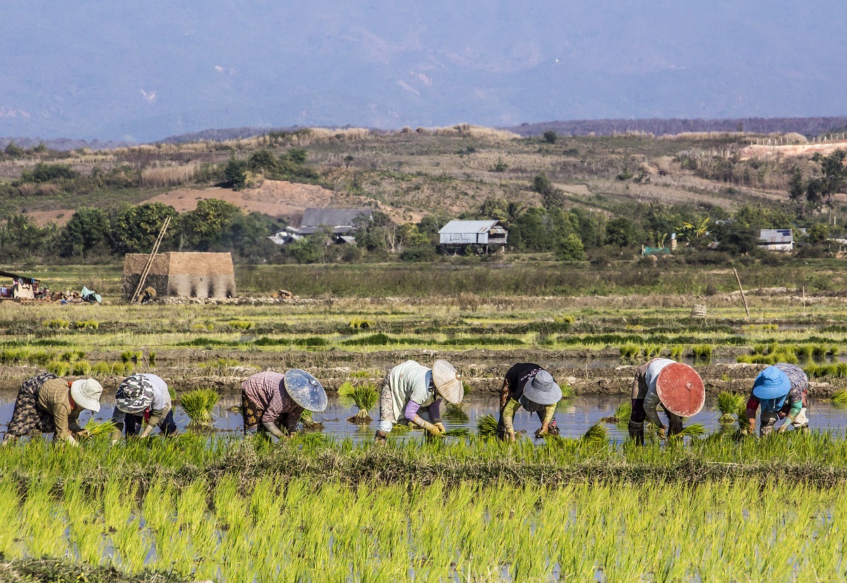 In depth: Land of rice and rivers | Insight Guides Blog