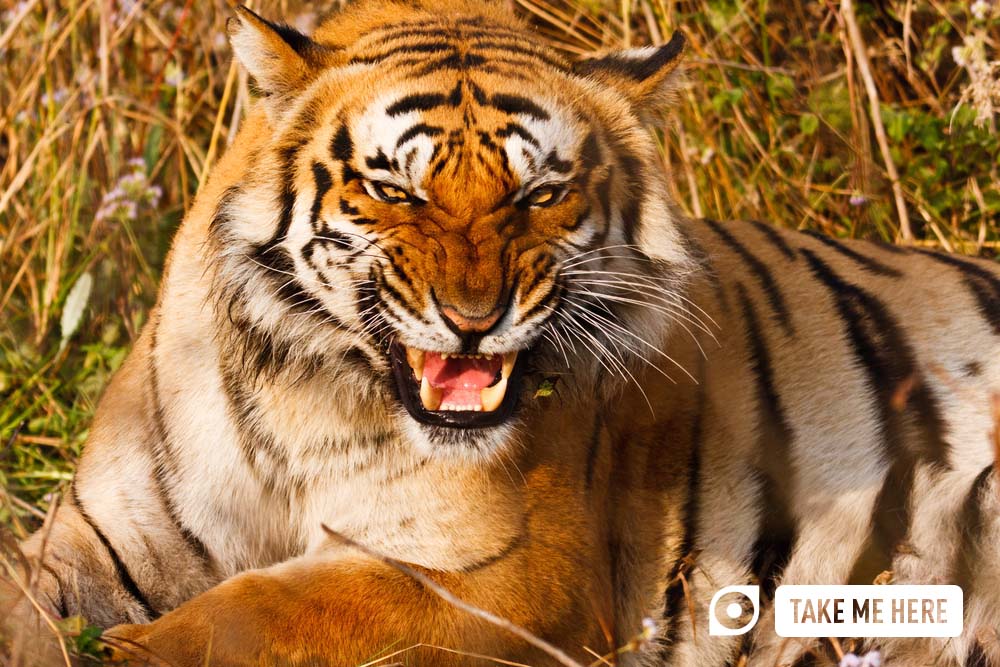 Bengal tiger, India. Photo: Nachiketa Bajaj/Shutterstock