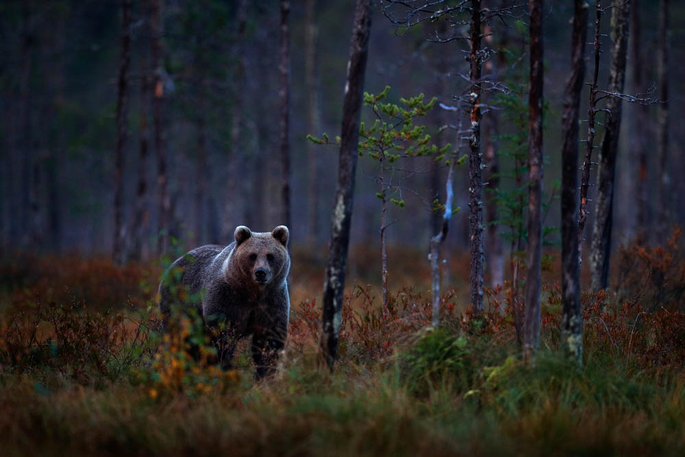 Discover Swedish Lapland in summer | Insight Guides Blog