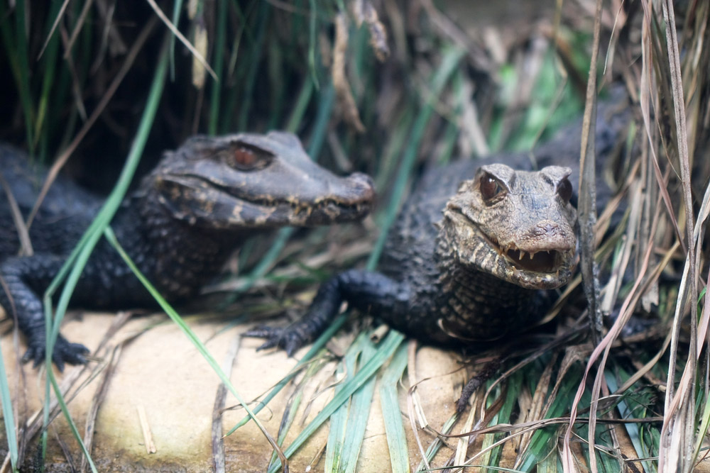 18 things you didn't know about Florida | Insight Guides Blog