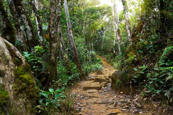 Experience Nature in the Wilds of Sabah | Insight Guides