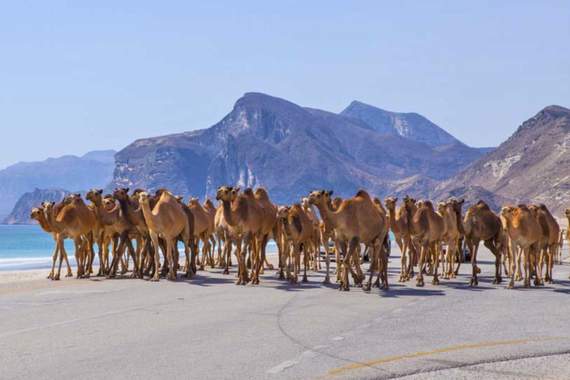 Discovering Oman: from Muscat to Salalah | Explore Muscat, Jebel Shams ...