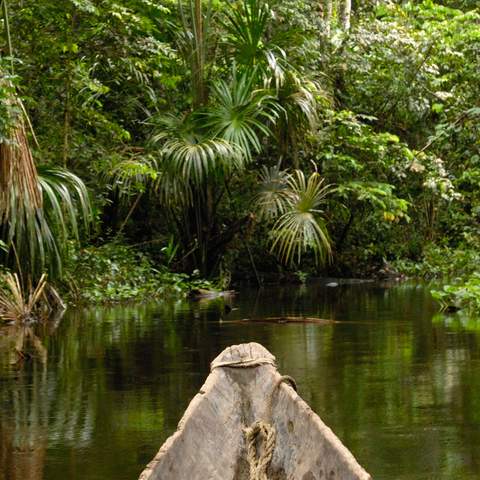 Pristine rainforest - Ecuador's Amazon | Insight Guides