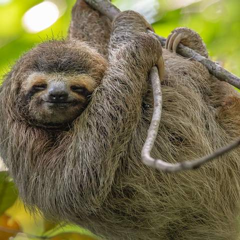 Costa Rica Express - Animals & Beaches | Insight Guides