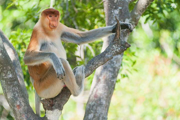 Wildlife Spotting in Borneo | Insight Guides