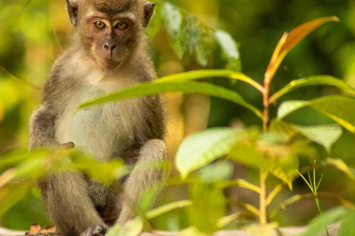 Wildlife Spotting in Borneo | Insight Guides