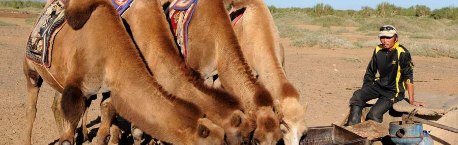 Danshig Naadam & Gobi Tour | Insight Guides