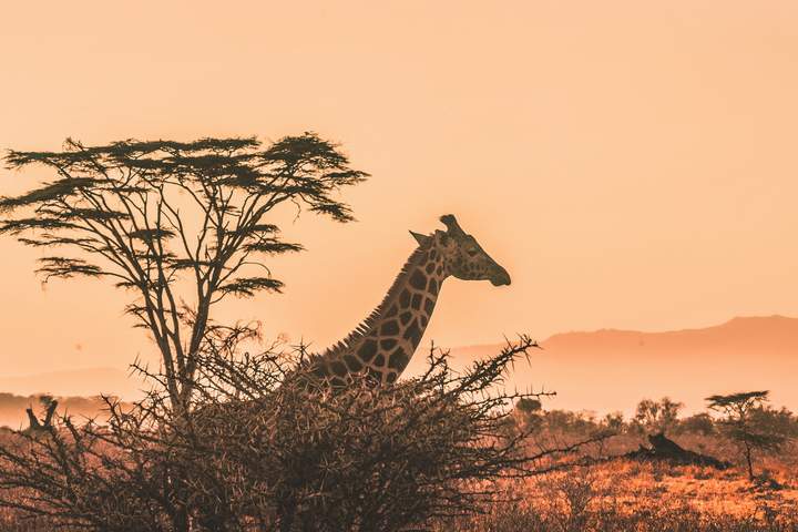 Best of Both Safari Getaway | Insight Guides