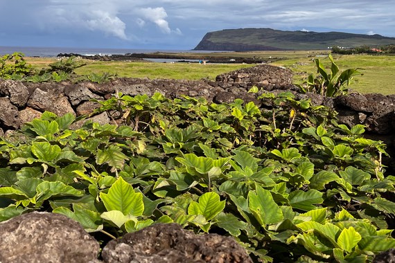 Easter Island in 5 days | Insight Guides