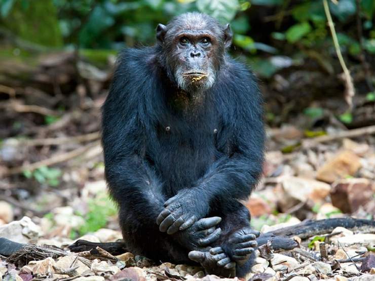 Chimpanzee Tracking cultural features - Famous Cultural Features in ...