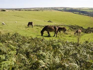 England cultural features - Famous Cultural Features in England ...